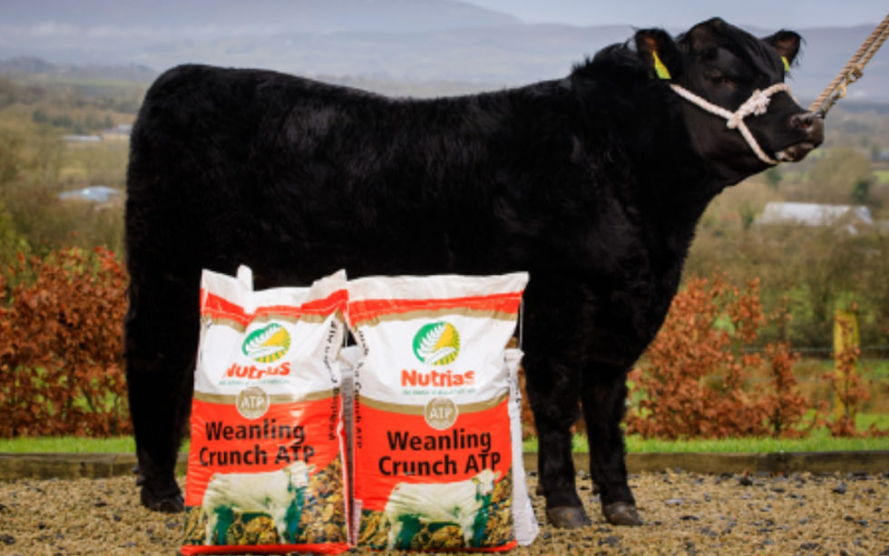 Nutrias | The Science of Animal Nutrition: We are your partners in ...