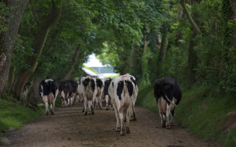 Nutrias | The Science of Animal Nutrition: We are your partners in ...